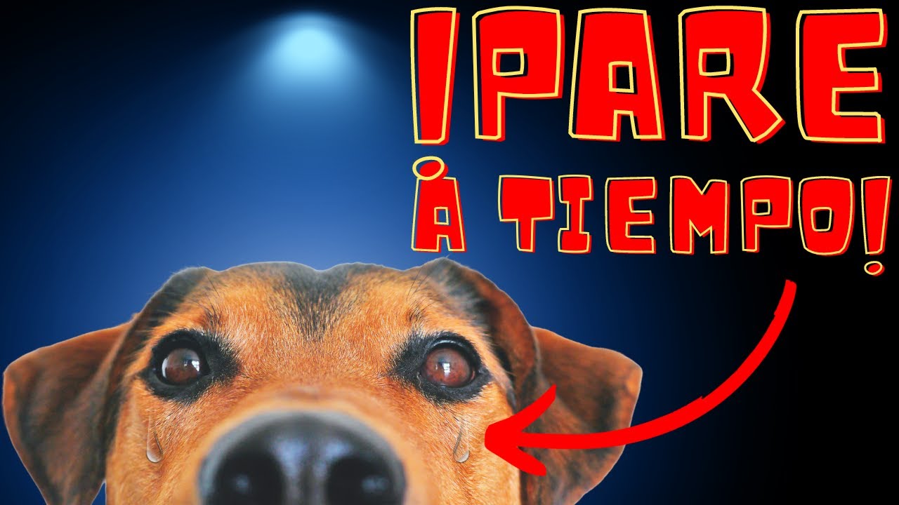 SONIDOS PARA CALMAR Y RELAJAR A UN PERRO QUE LLORA - YouTube