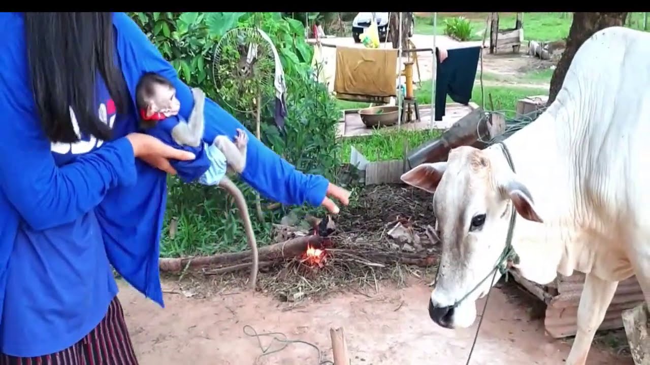 Adorable Fun Time of Monkey and Cow ! - YouTube