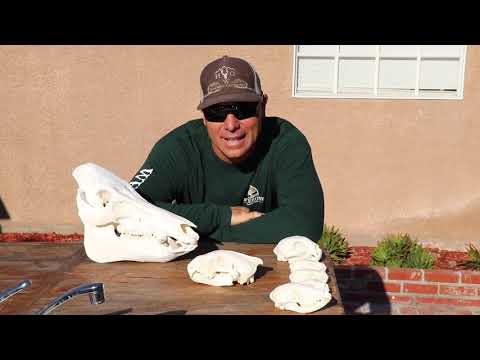 ADVANCED SKULL DEGREASING AND NEW WHITENING PRODUCT