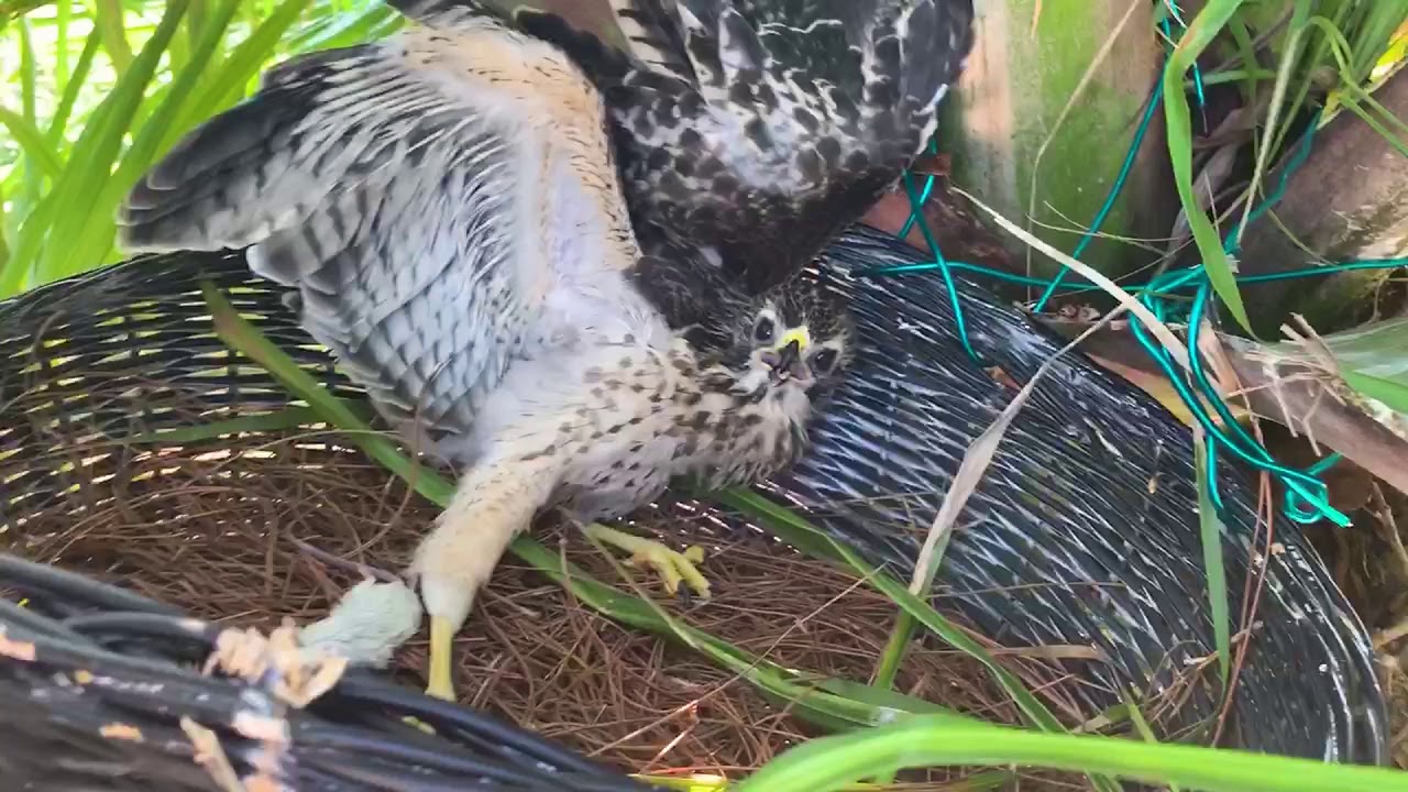 Baby red-shouldered hawk re-nested - YouTube