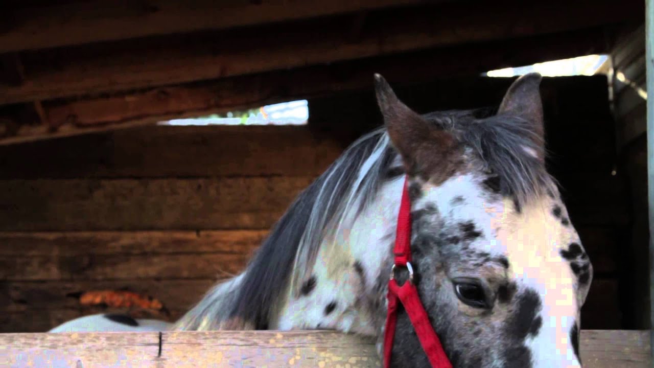 Whip & Neigh Neigh - YouTube