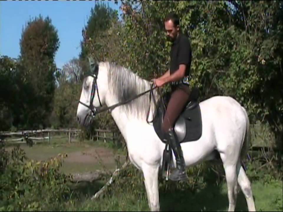 Equitazione Classica Dressage - Francesco Vedani - Uso delle redini ...