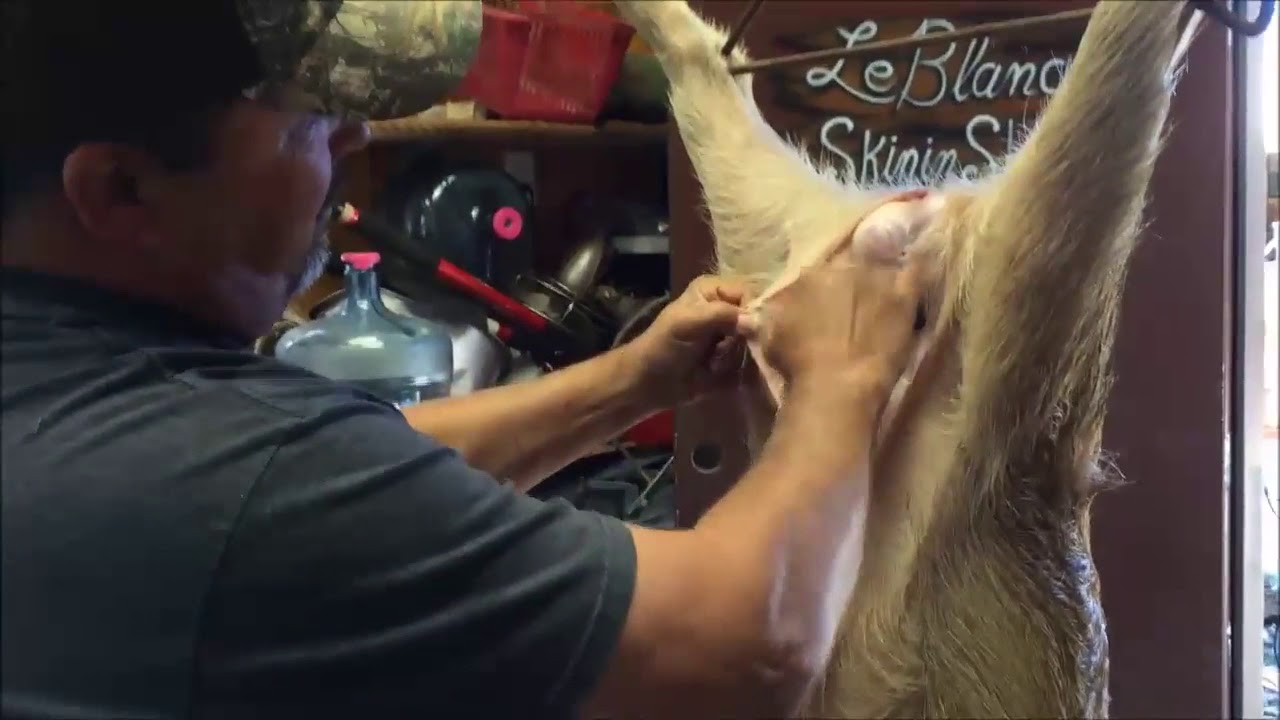 Skinning a Wild Hog with the Raptorazor Big Game Skinner - YouTube