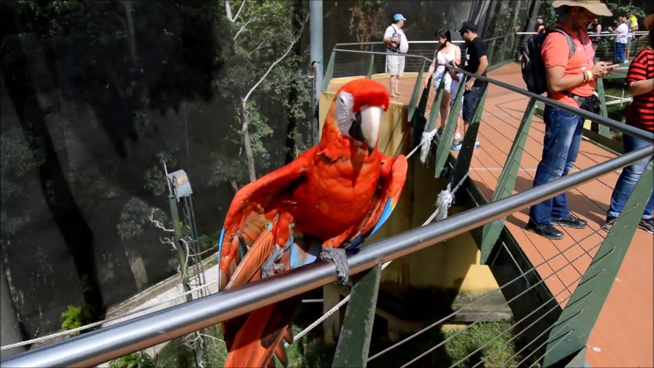 Parque Forestal La Marquesa, Guaynabo Puerto Rico - YouTube