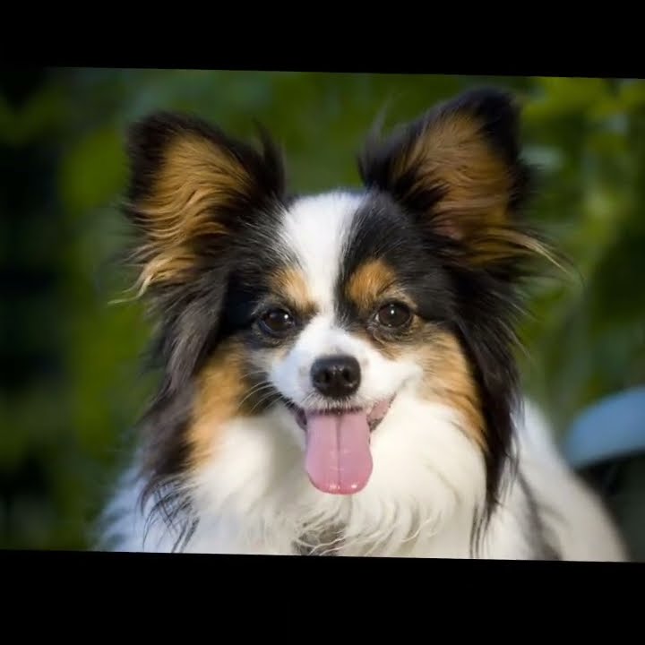Top 10 beautiful dog in the world - YouTube