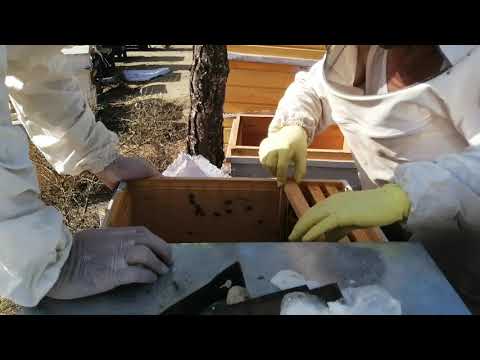 Kovana Ana arı kabul ettirme zayıf kovanı güçlendirme. 28/9/2020