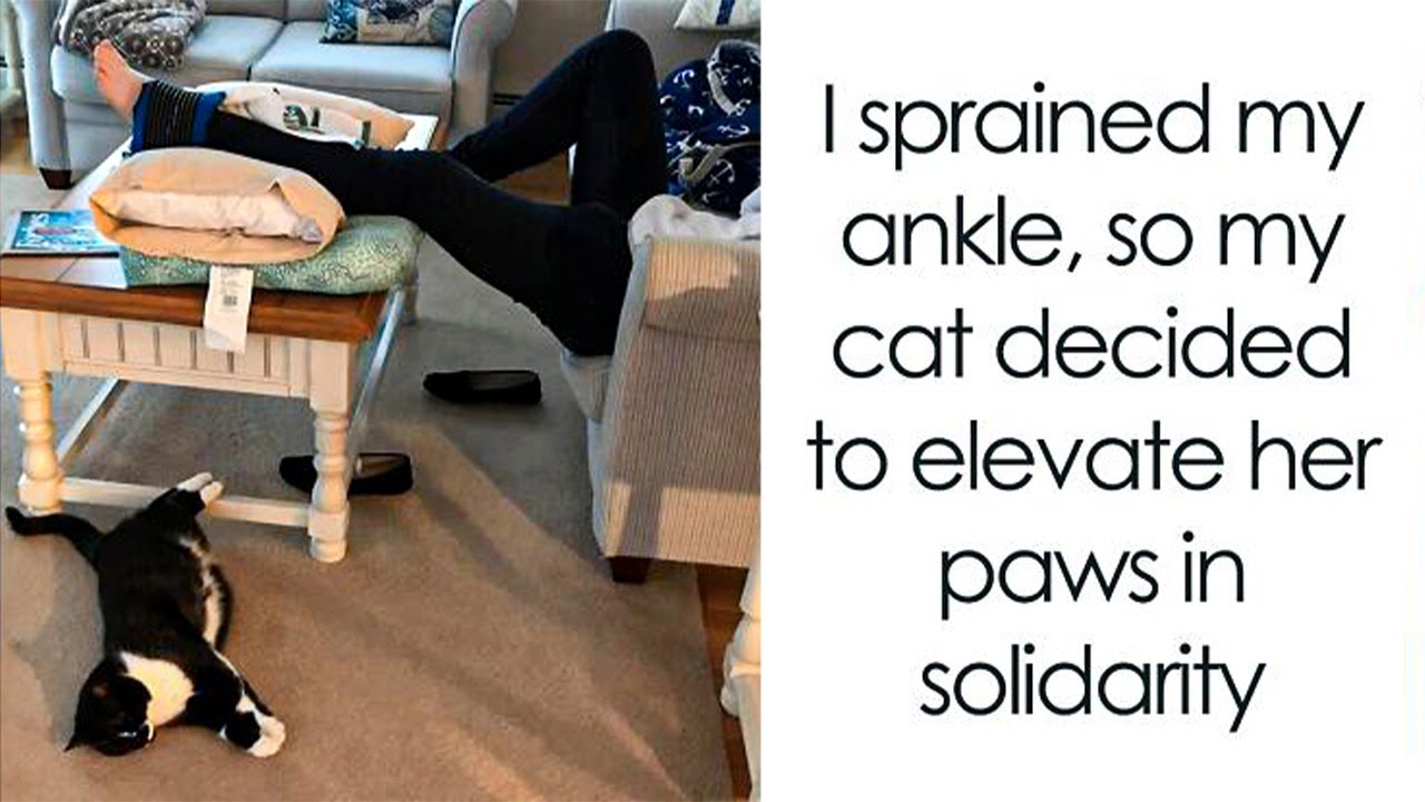 Hilarious Cat Memes to Lift Your Spirits When the World Feels Like a ...