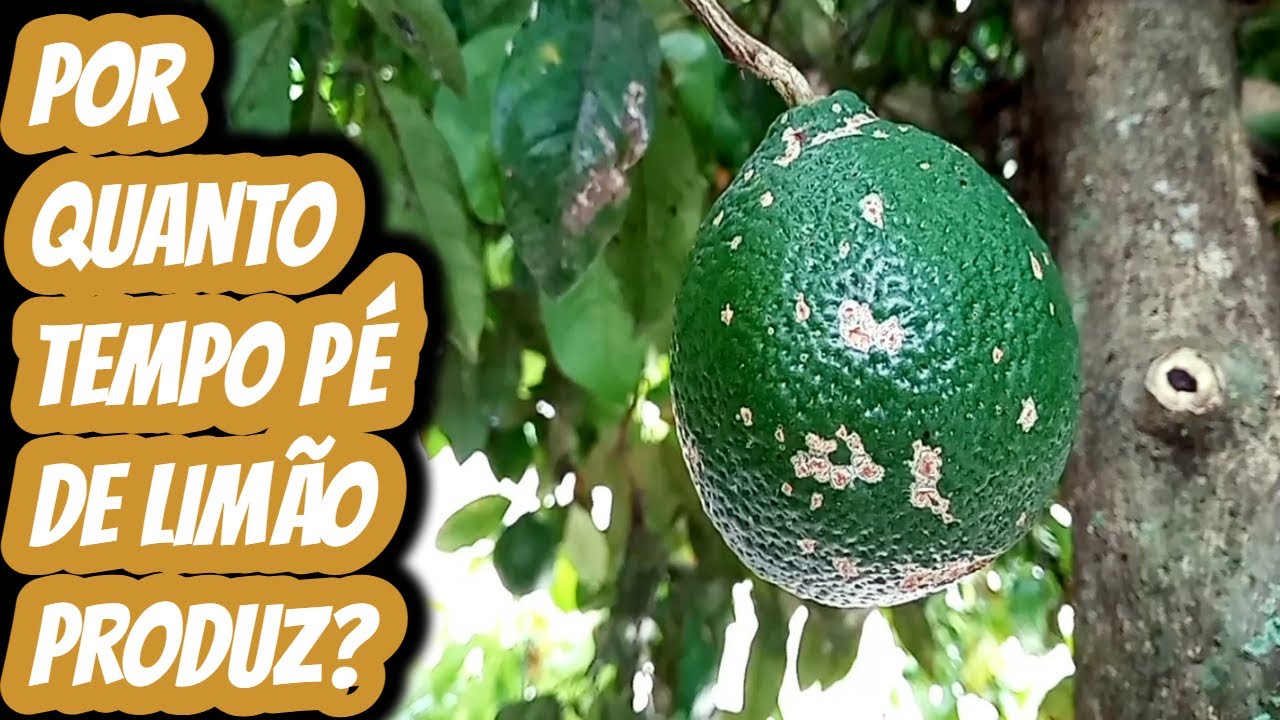 Qual é a vida útil do pé de limão?Quantos anos o limoeiro produz frutos ...