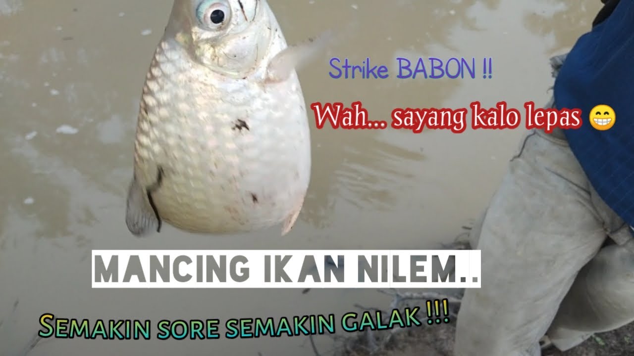 Mancing ikan NILEM, Semakin sore semakin GALAK ! Fishing In The ...