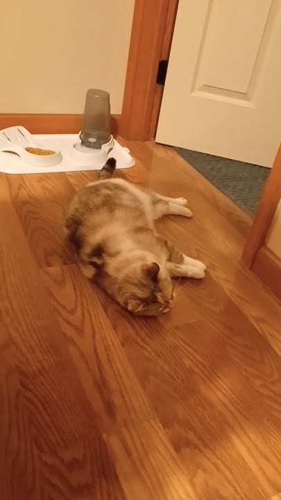 A Cat on Catnip - YouTube