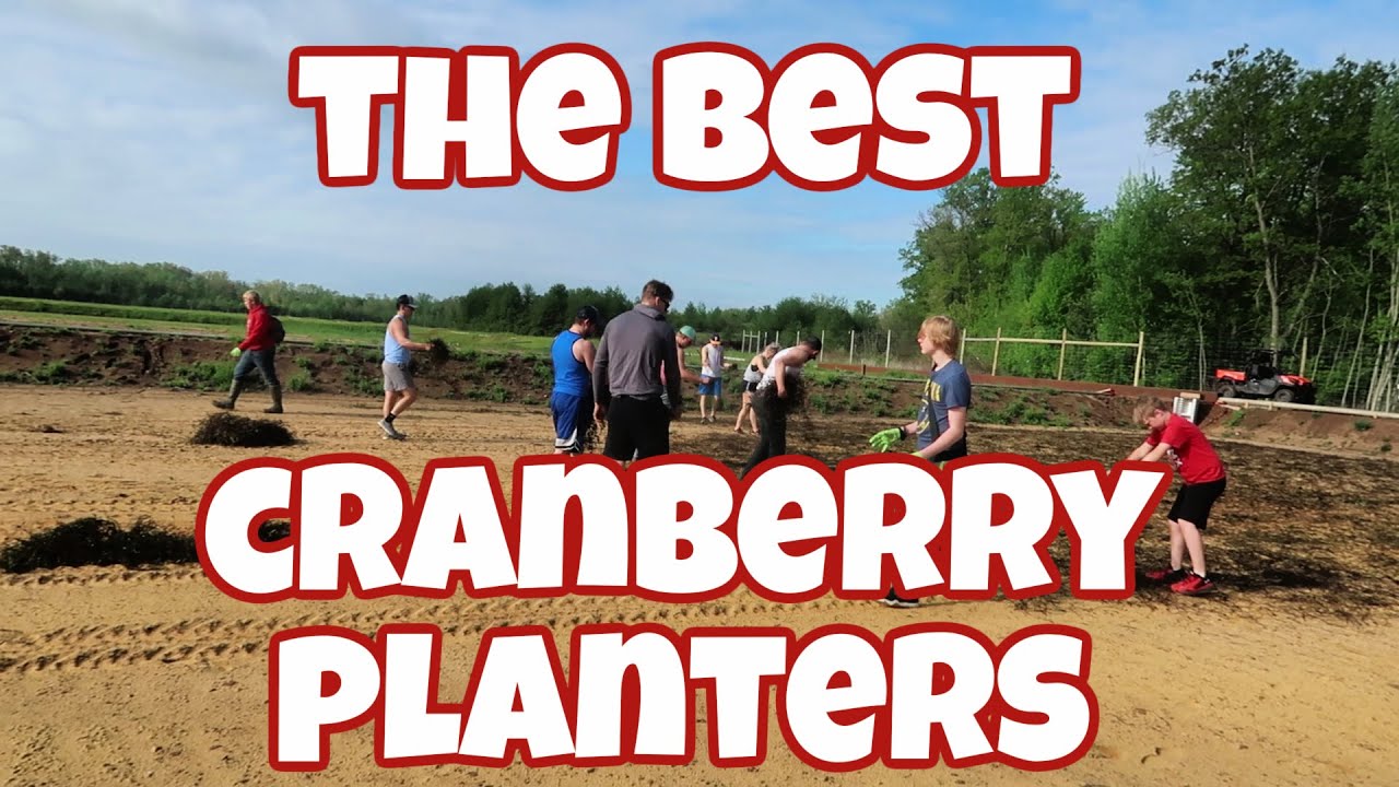 🔴PLANTING CRANBERRY VINES on our Wisconsin Cranberry Farm | Farm Wife ...