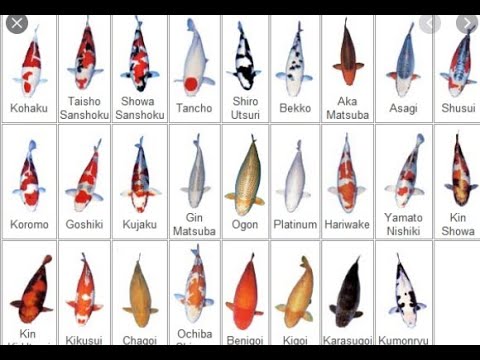 Koi Variety Guide Part II (Rare Koi Varieties) - YouTube