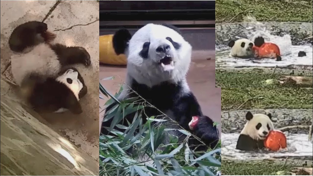 2022-09-02 Xiao Qi Ji Scent & Self-Anoints, & Plays Ball in the Pool ...