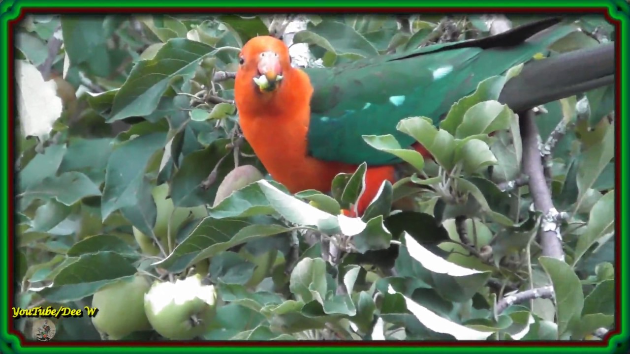 𝐊𝐢𝐧𝐠 𝐏𝐚𝐫𝐫𝐨𝐭 𝐄𝐧𝐣𝐨𝐲𝐬 𝐚𝐧 𝐀𝐩𝐩𝐥𝐞 /𝐁𝐚𝐜𝐤𝐲𝐚𝐫𝐝 𝐁𝐢𝐫𝐝𝐬~𝐁𝐢𝐫𝐝𝐥𝐢𝐟𝐞 𝐀𝐮𝐬𝐭𝐫𝐚𝐥𝐢𝐚 - YouTube