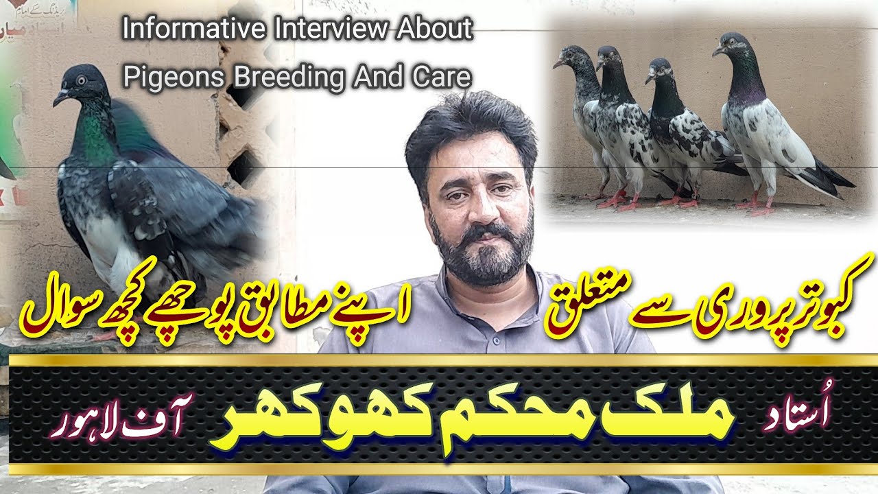 Ustad Malik Mohkam Khokhar Se Poochy Kabootaron K Mutalik Kuch Anoky ...