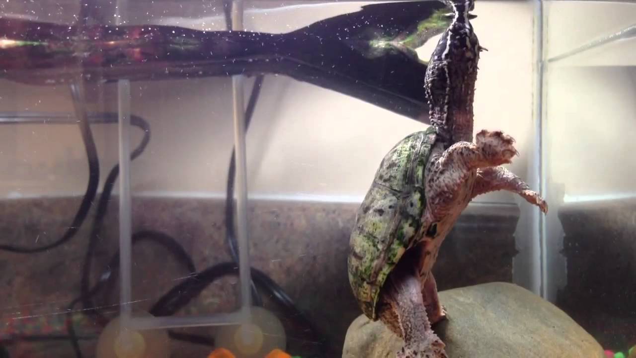 Stinkpot Turtle Navigating His Tank - YouTube