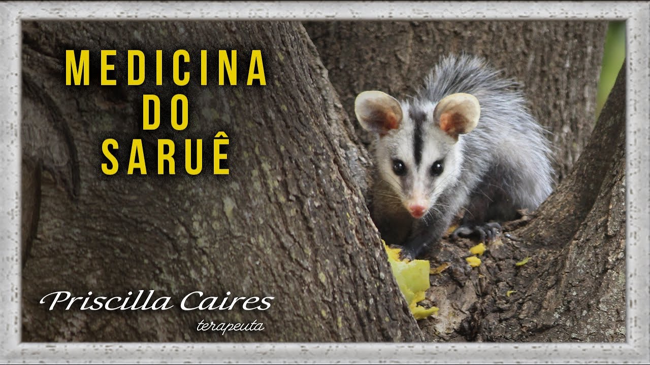 Medicina e meditação do arquétipo animal de poder Gambá Saruê - YouTube