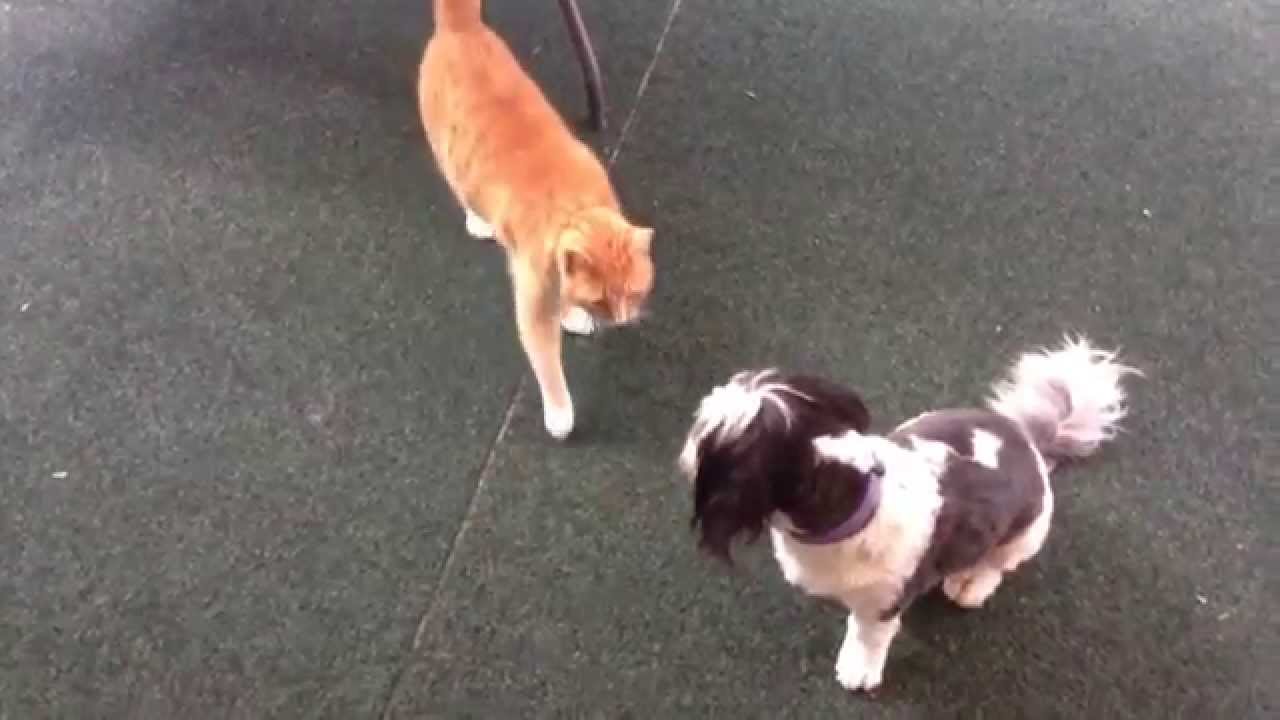 Gilbert the cat plays with Bronte the dog - YouTube