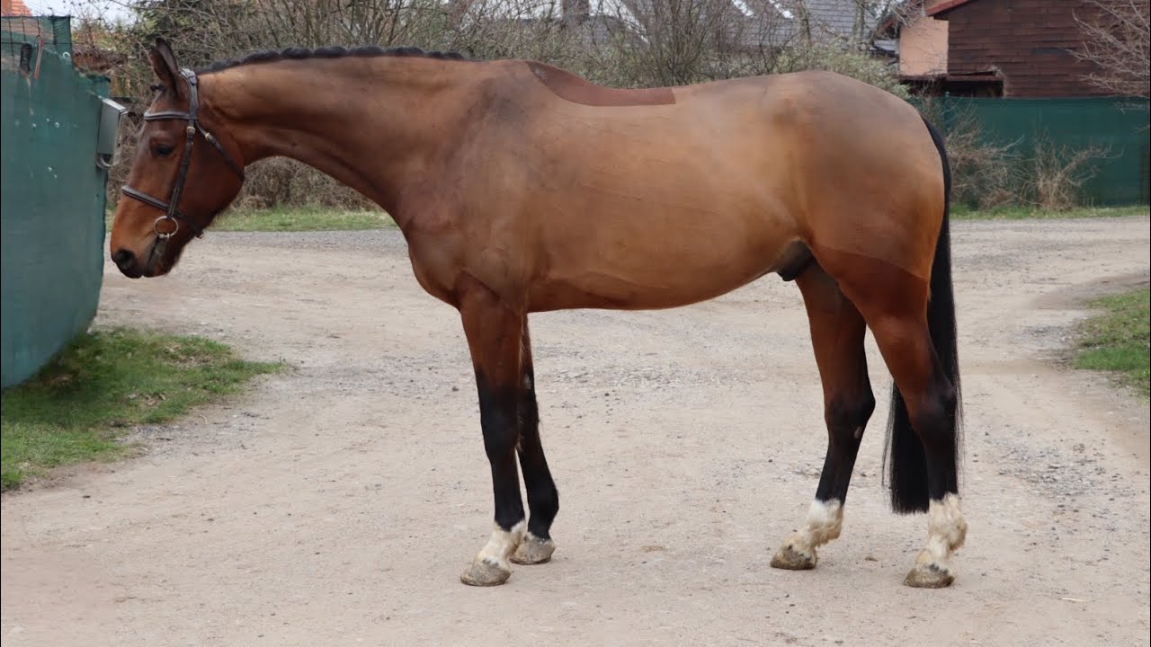 *EASY HUNTER*TEXAS, 2019, geldint by Vigo D'Arsoulles @ANSporthorses ...