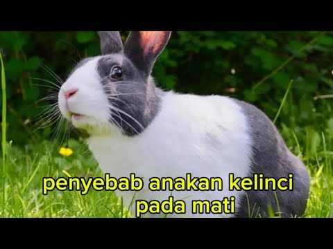 PENYEBAB KELINCI ANAKAN MATI TERUS BEGINI TIP AGAR TIDAK MATI - YouTube