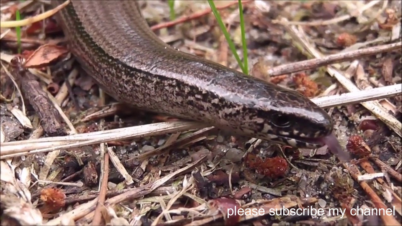 Lil Keed - Snake (Lyrics) | snake snake snake - YouTube