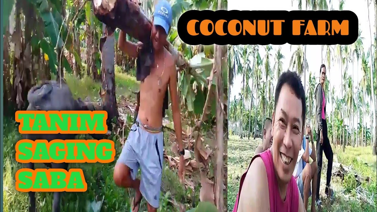 kanilang coconut farm tinaniman Ng saging saba - YouTube