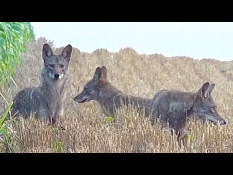 20 Coyotes! Coyote Hunting Compilation - Close Encounter Predator Hunts ...