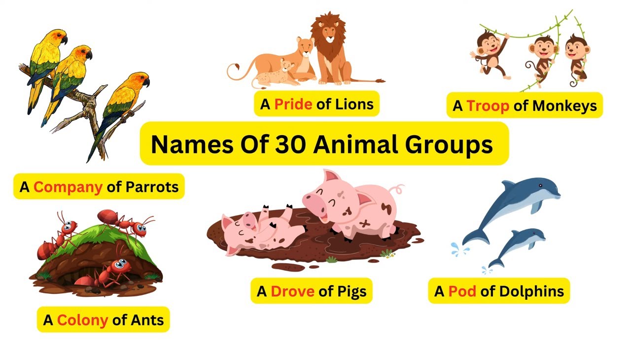Names of Animal Groups | Animal Groups for Kids | Animal Groups Names ...