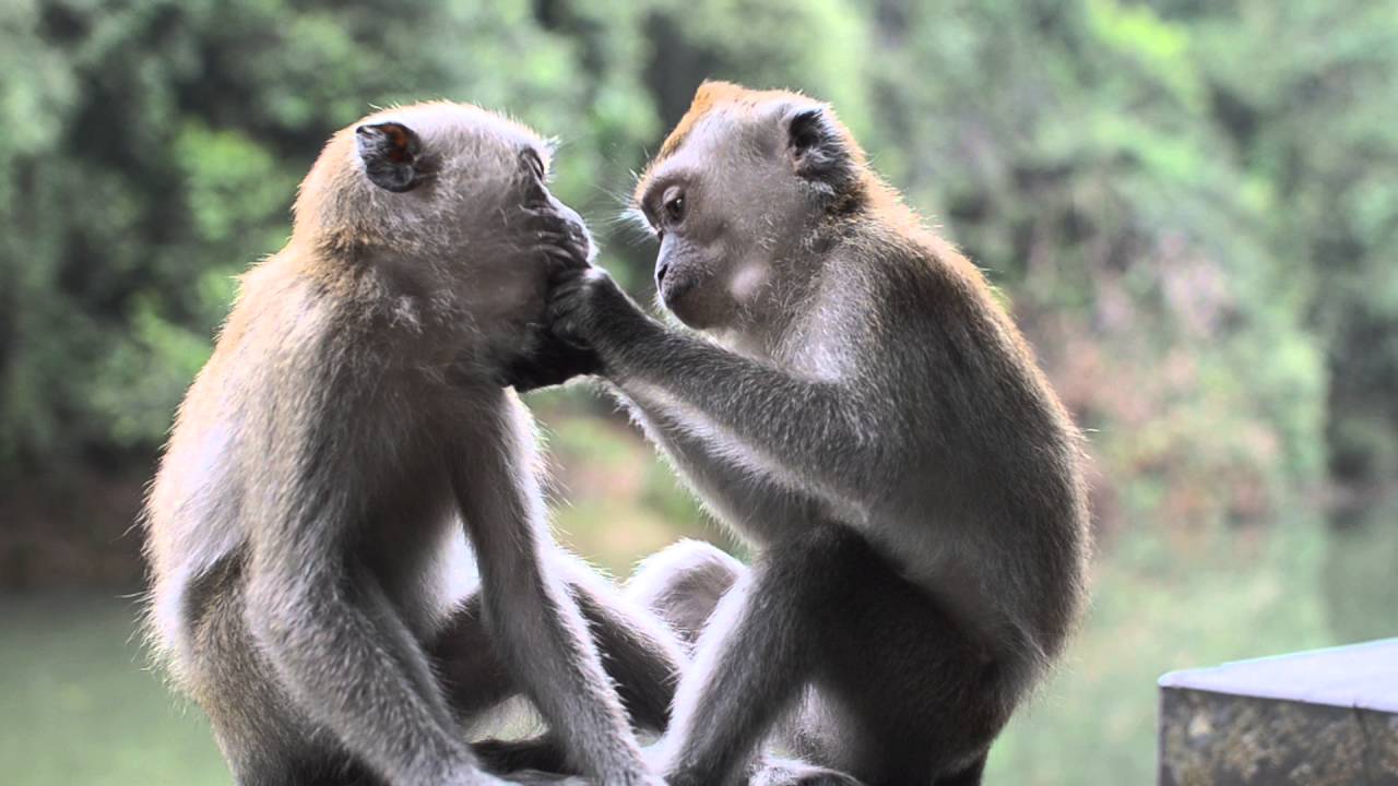 Baby Monkeys Playing