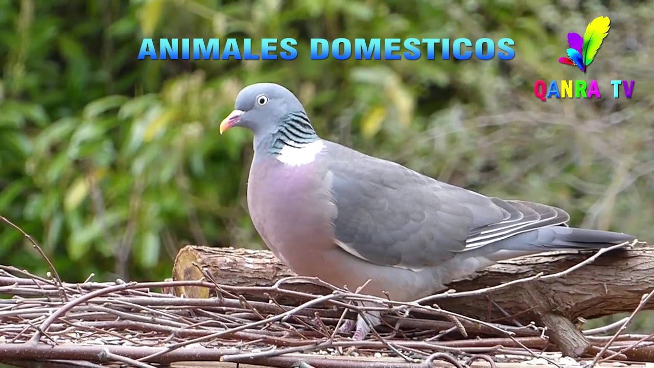 CÓMO VIVEN LAS PALOMAS EN EL CAMPO, PALOMAS Y TORCAZAS - YouTube