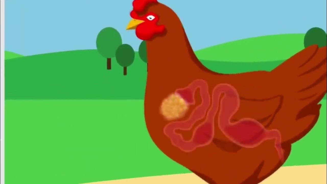 Conoce como se forma un huevo dentro de la Gallina Curiosidades PatoFeliz - YouTube
