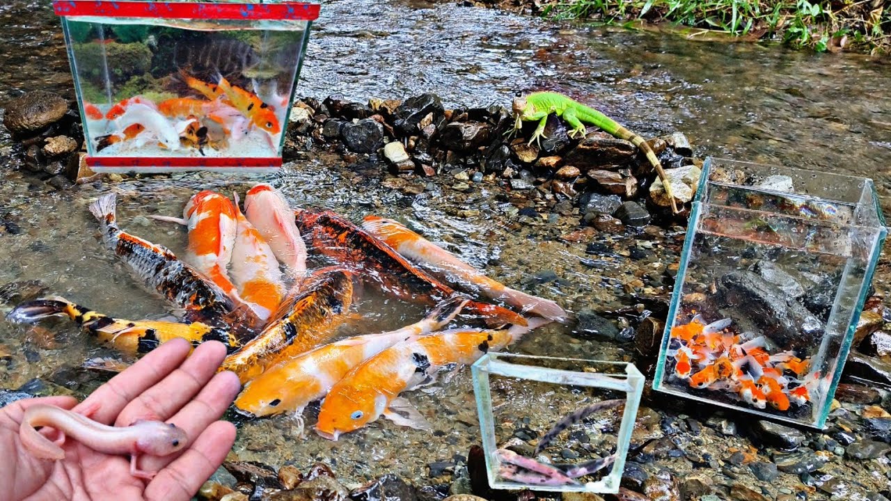 Find four-legged ornamental fish, axolotl fish, betta fish, koi fish ...