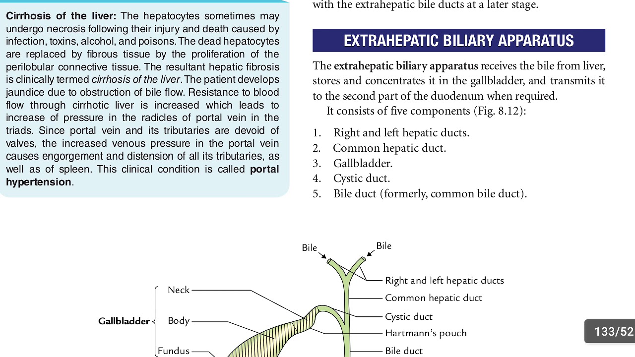 Extra hepatic biliary apparatus part 1 - Hepatic ducts - YouTube