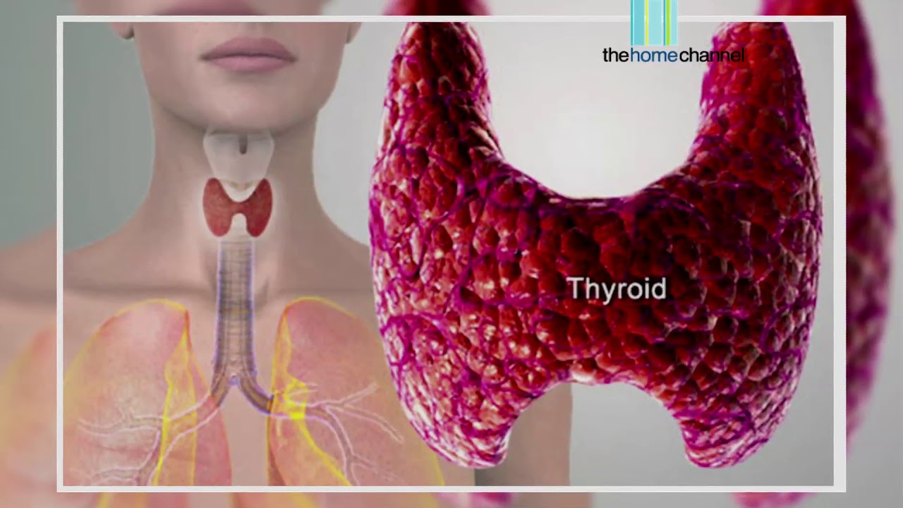 Thyroid Health: Dr Arien on Real Health (DStv 176: The Home Channel ...