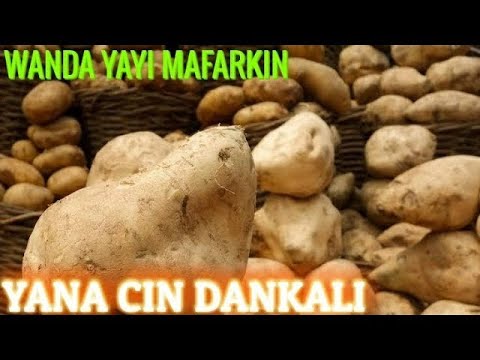 WANDA YAYI MAFARKIN YANA CIN DANKALI