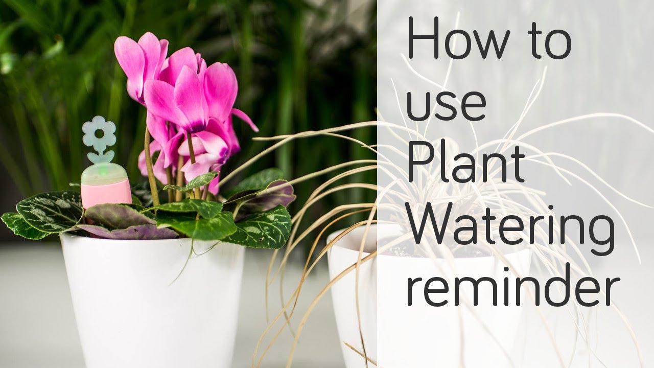 PlantRay - Plant Watering reminder - how to water you plants - YouTube
