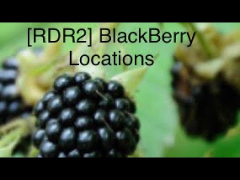 [RDR2] Blackberry Locations - YouTube
