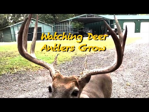 Giant Bucks Attitude Changing!!! - YouTube
