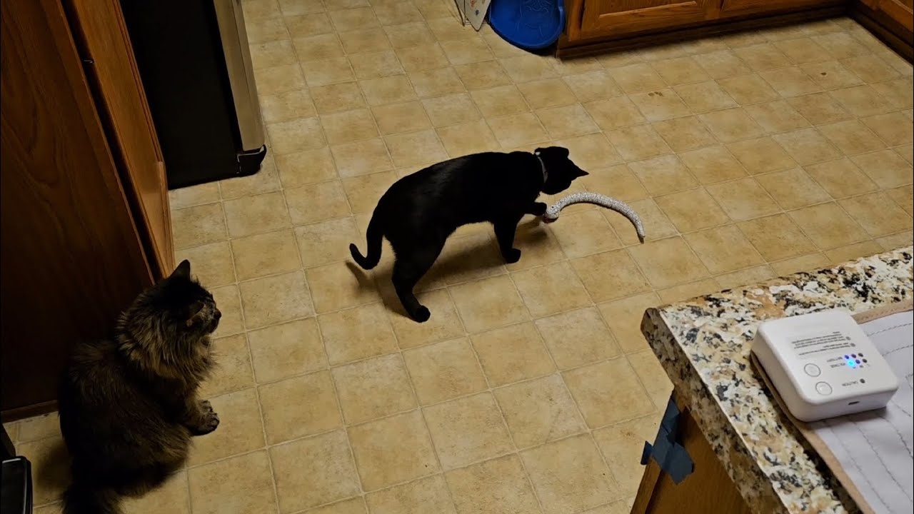 Snake Hunting To The Extreme! - YouTube