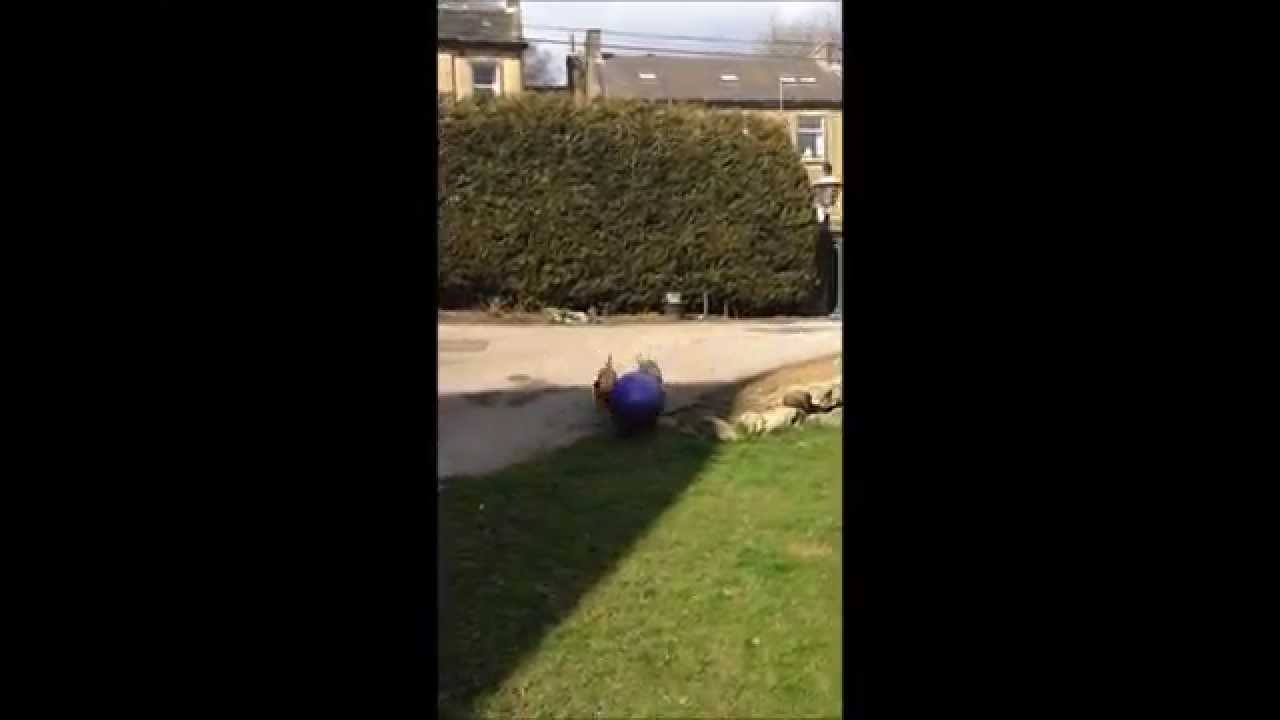 Bell & Reggie do Pilates on the Ball - YouTube
