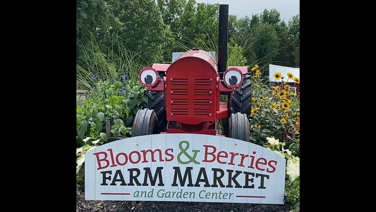 Strawberry picking || Blooms and Berries Farm Market || Cincinnati ...