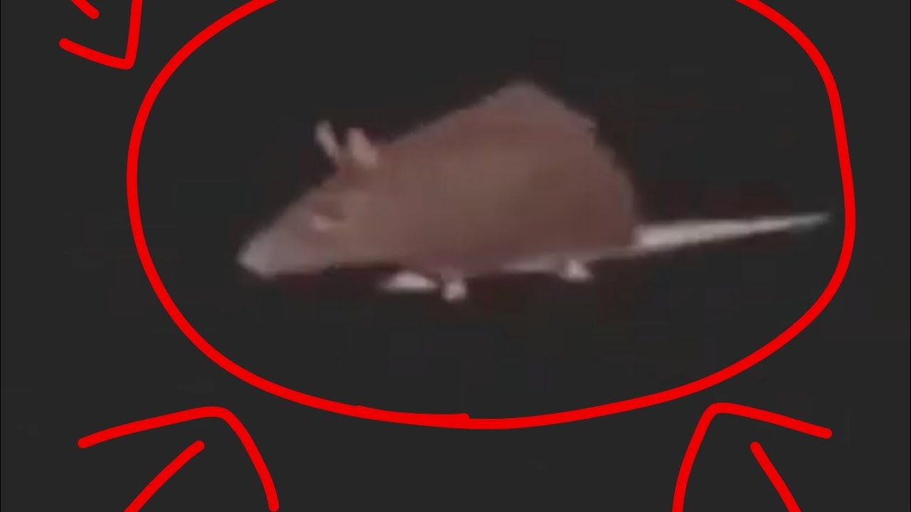 🎶Low quality spinning rat (Free Bird Solo)🎶 - YouTube