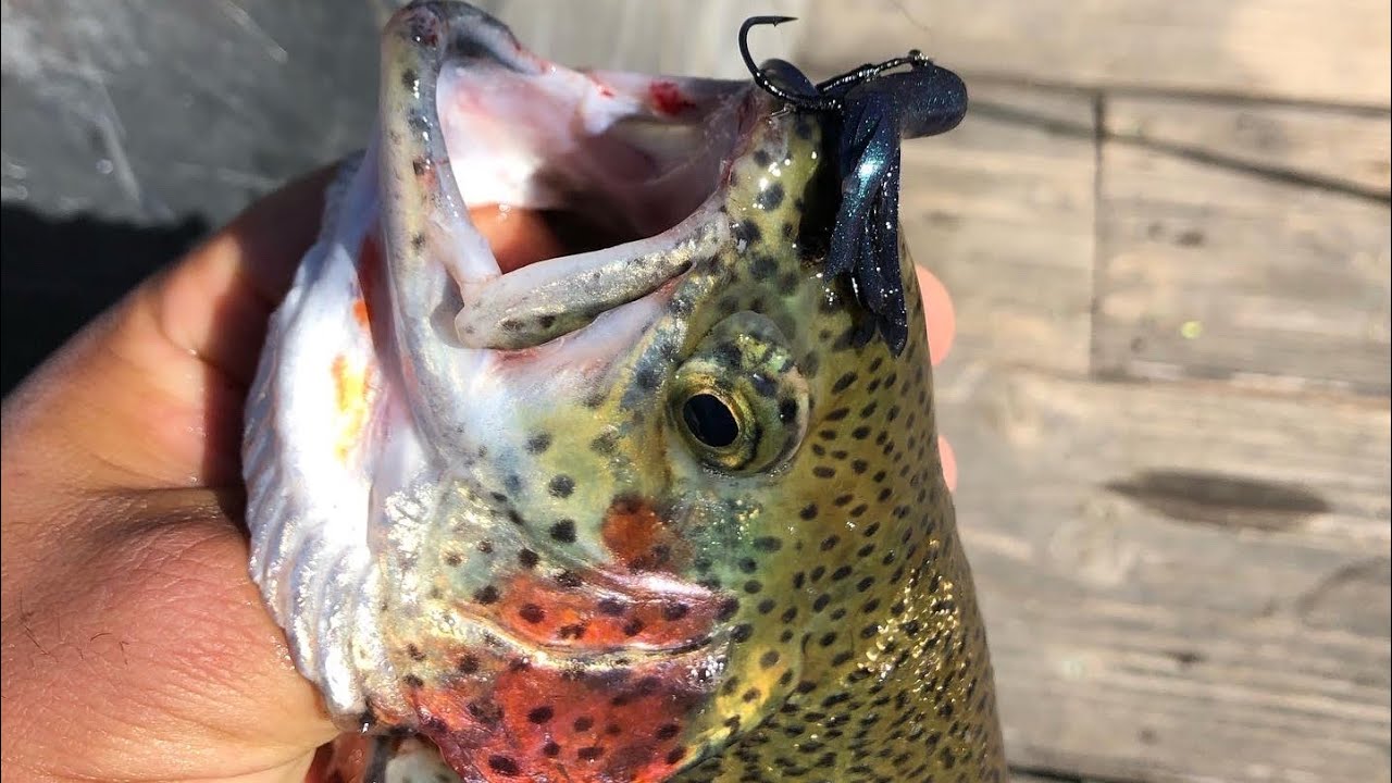 Fin N Feather Fishing April 2022 - YouTube