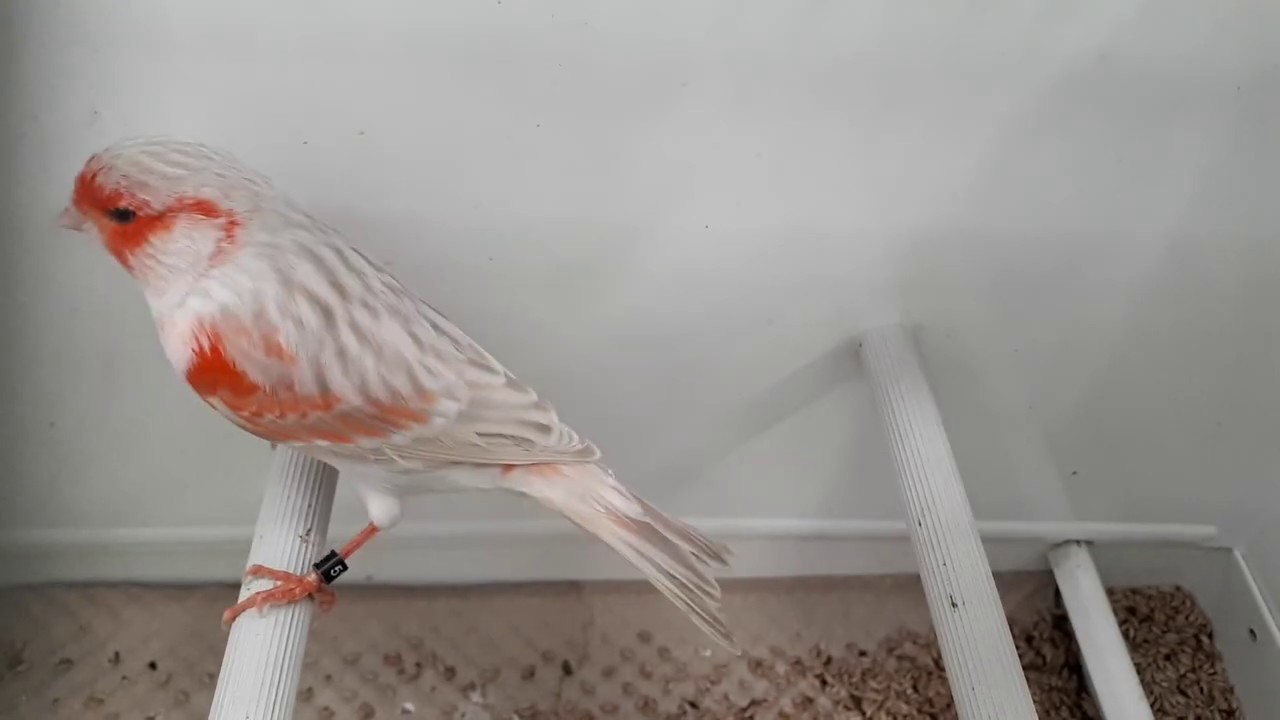 CANARI ISABELLE MOSAIQUE ROUGE - CANARY ISABEL RED MOSAIC - YouTube