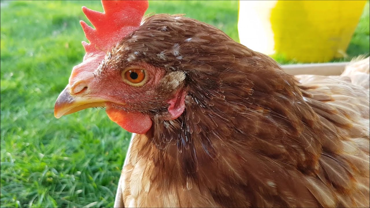 Rescue Hens 9 - Holly seems better? - YouTube
