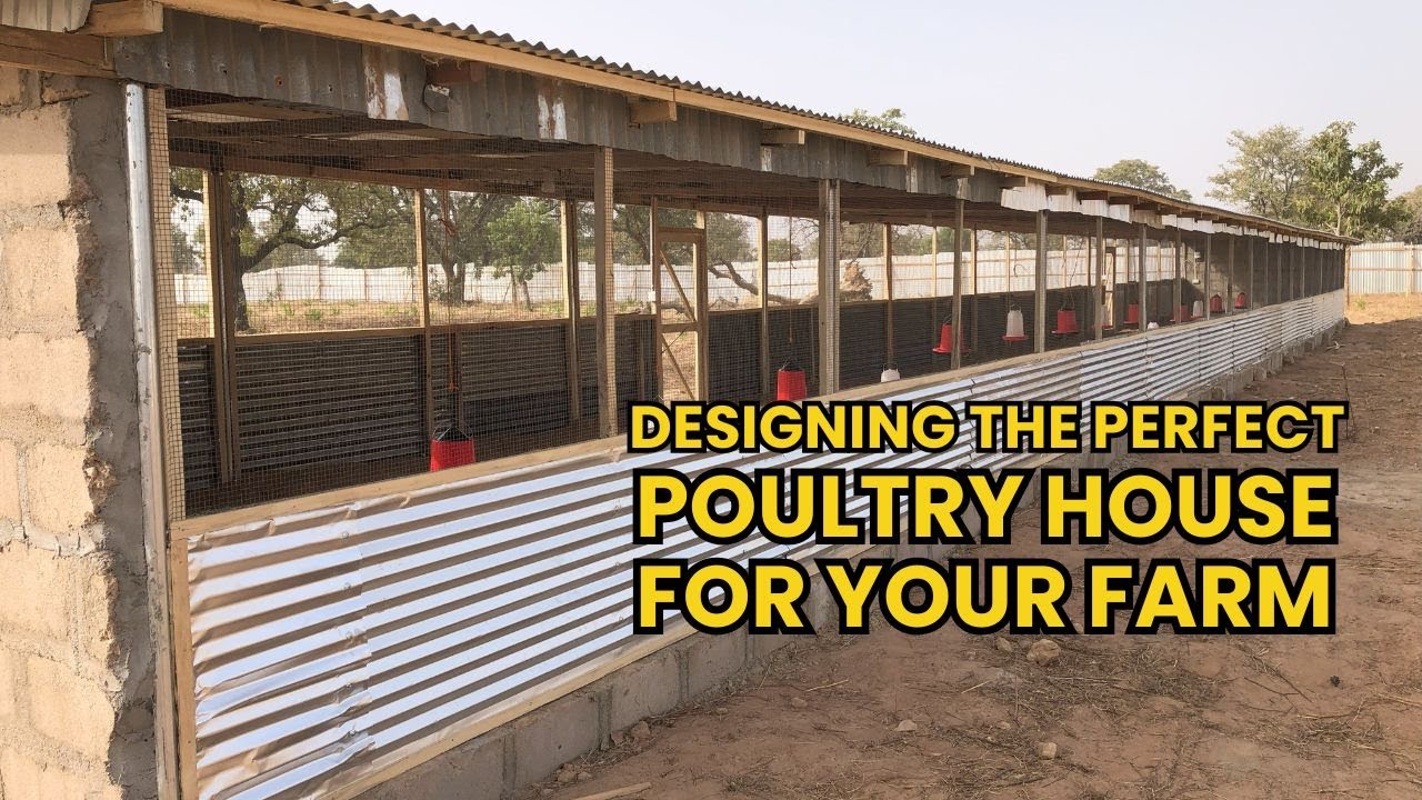 Step-by-Step Guinea Fowl House Construction | Durable & Secure Poultry ...