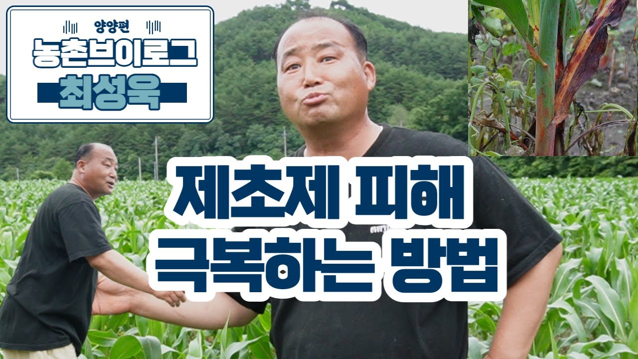 제초제 약해 피해 극복 방법 조 키우기 수수 키우기 Youtube
