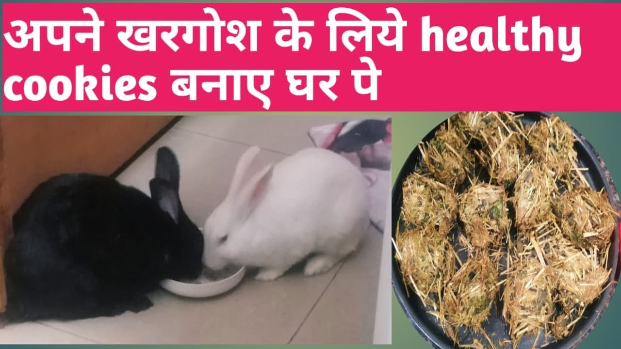 अपने खरगोश के लिए Healthy Cookies कैसे बनाये | Hay and Pellet Cookies ...