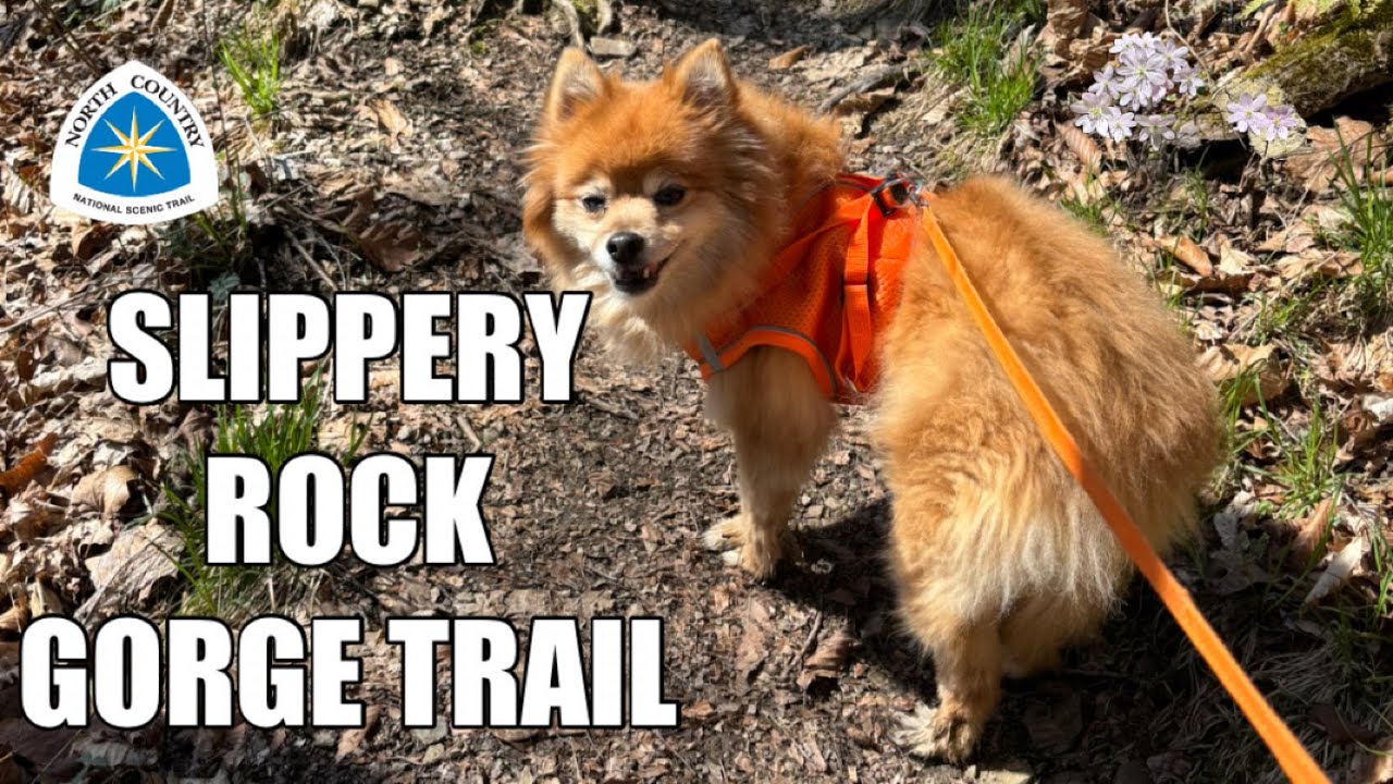 Beautiful Hike on The Slippery Rock Gorge Trail: Water Features & Steep ...