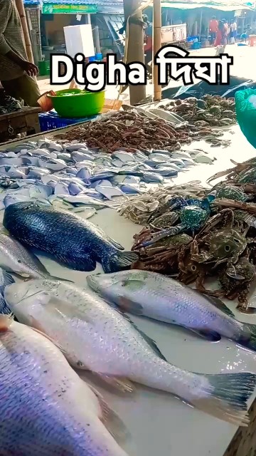 Digha fish market #digha #digha_tour 🦀 #crabs #fish - YouTube